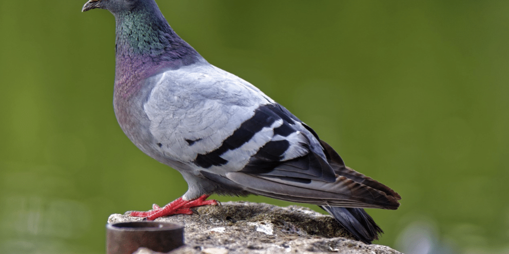 Pigeon droppings health risk - should you worry? - ECOBIRDS